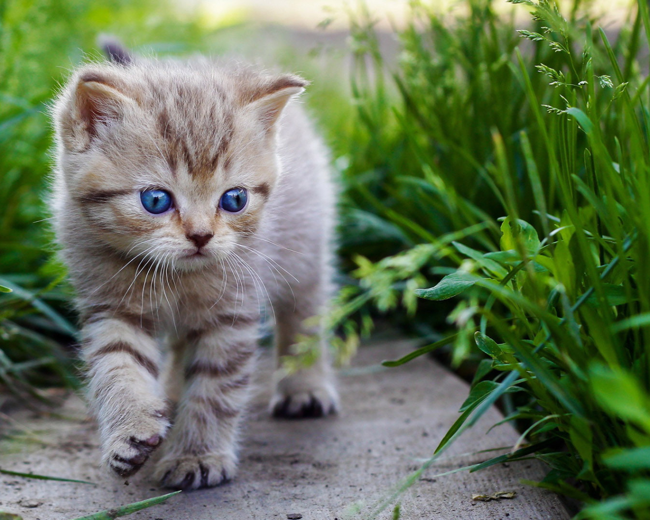 En Sevimli Kedi Duvar Kağıtları hemen ücretsiz indir En Sevimli Kedi Duvar Kağıtları hemen ücretsiz indir