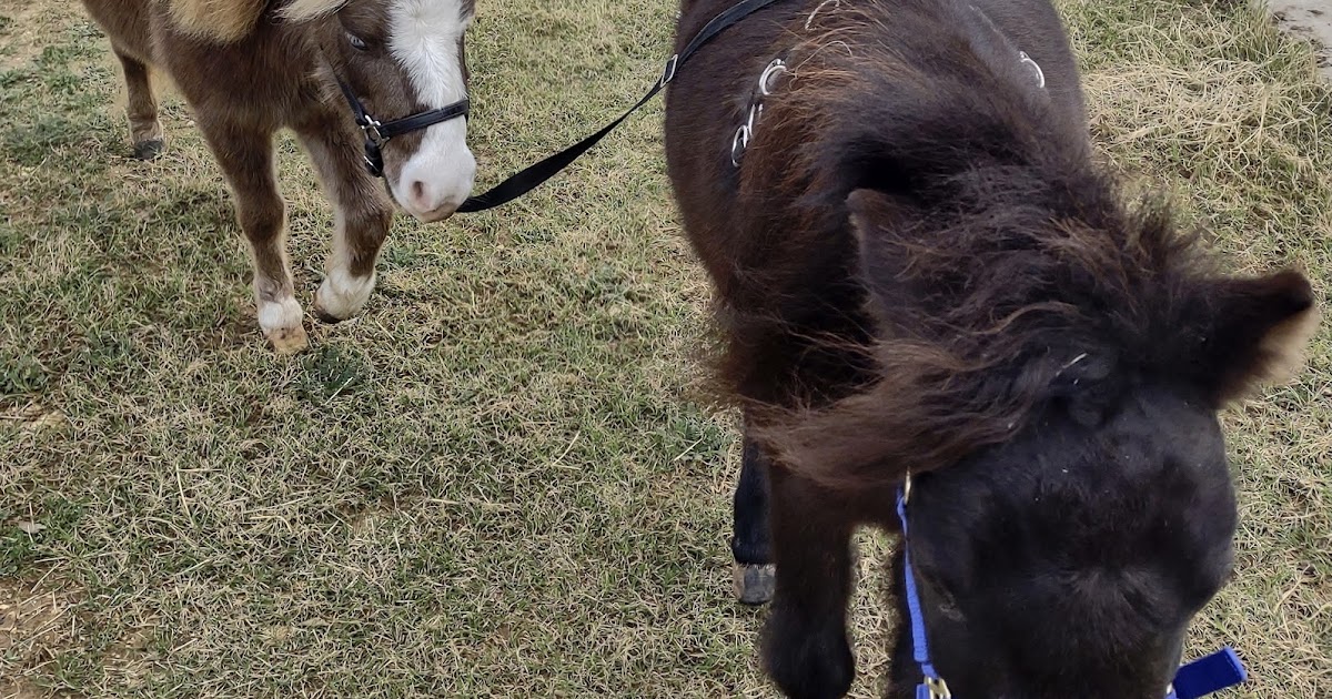 Kellys Minis Stormy And Breezy