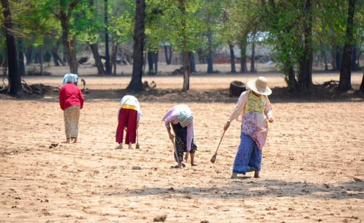 တံတားဦးမြို့နယ်တွင် ၂၀၂၄ ၂၀၂၅ ခုနှစ် မိုးဆီထွက်သီးနှံ ၂ ၇၂၀ ဧက စိုက်ပ