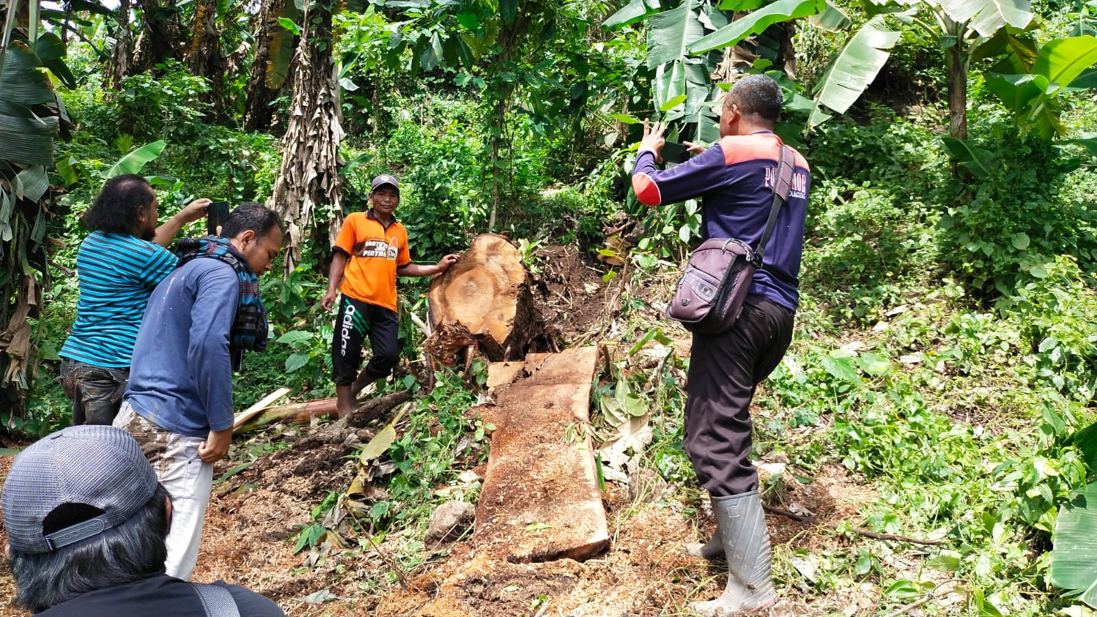 Pelaku Ilegal Logging Di Tangkap Gabungan Polsek Pasirian 75 Batang