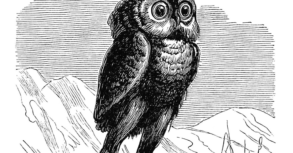 El grimorio de bestias: Stolas