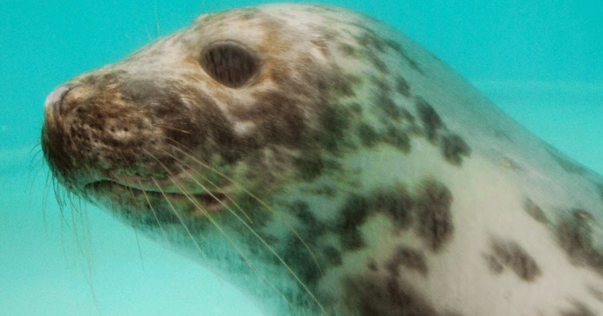 Progressive Charlestown: Seal release on Thursday...but not in Charlestown Progressive Charlestown: Seal release on Thursday...but not in Charlestown